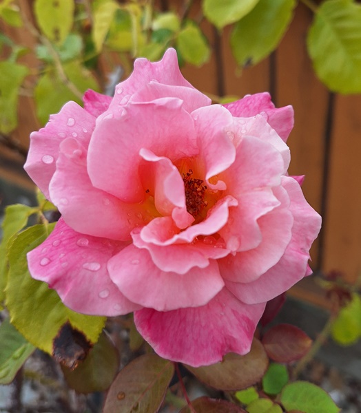Summer Blooms – Devon Monk